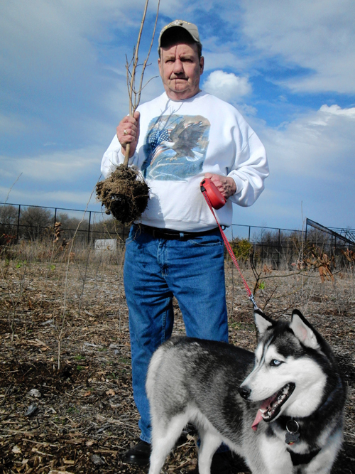 Arborcide! Tree vandals uproot 120 Gerritsen Beach saplings — twice in ...