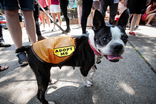 Pooch-friendly scavenger hunt helps pups without a home • Brooklyn Paper