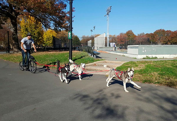 Chariot of the dogs! This guy will teach your pooch to pull a sled ...
