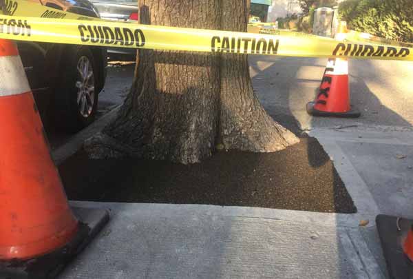 Forest gunk! Windsor Terrace trees paved into sidewalk • Brooklyn Paper