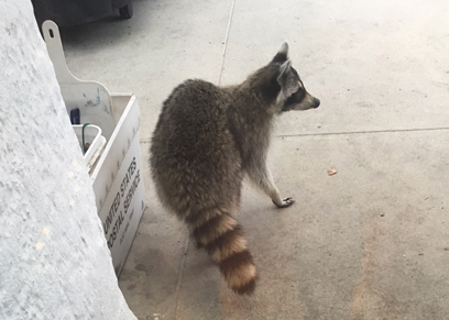 Animal kingdom: Raccoons rampant in Marine Park, residents report ...