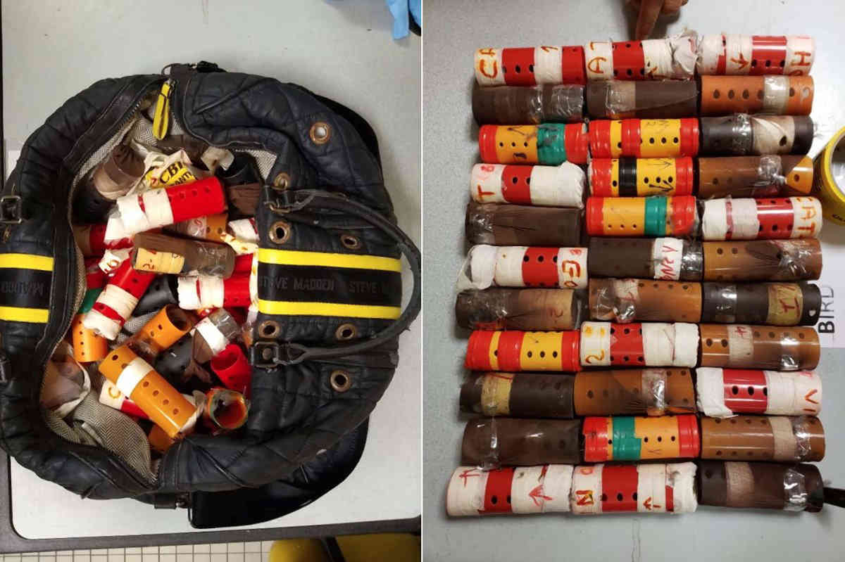 Bird brain: Feds bust man for smuggling finches for Brooklyn bird ...