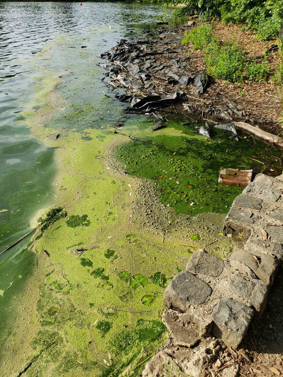 Toxic tides: Killer algae returns to Prospect Park for sixth ...