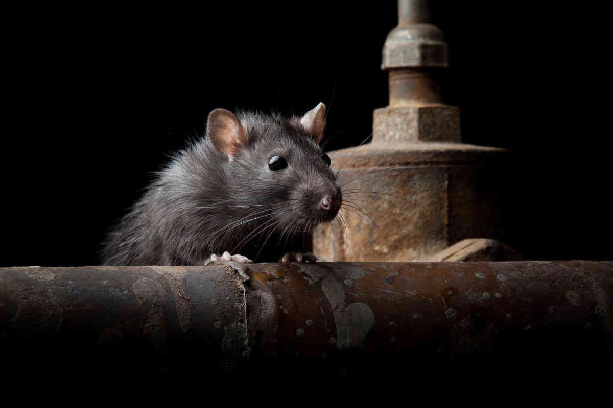 Brooklyn is the city’s most rat-infested borough: Report • Brooklyn Paper