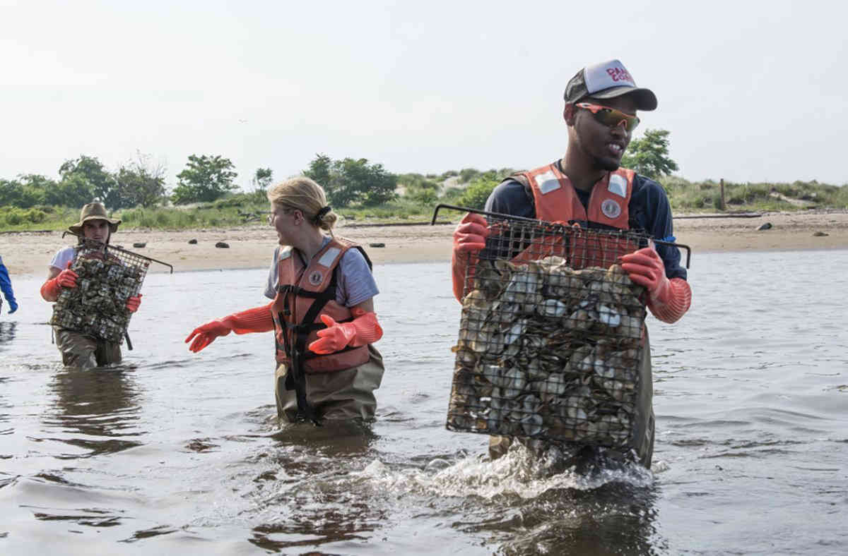 Selfless shellfish: Environmental do-gooders plant oysters to clean up ...