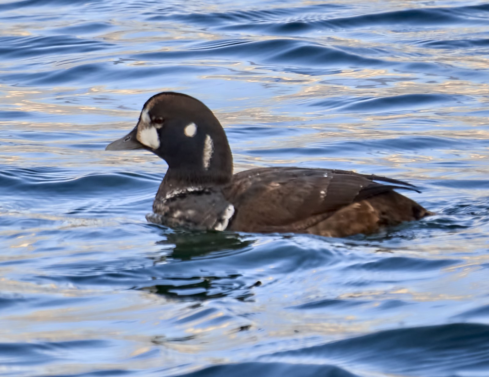 What the duck! West Coast waterfowl makes a rare visit to Sheepshead ...