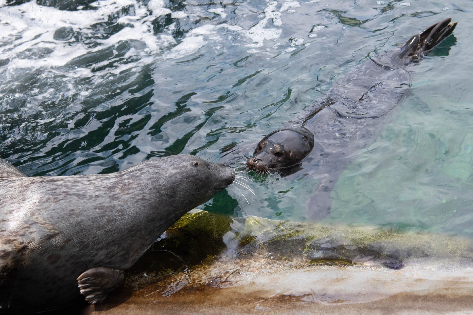 New York Aquarium welcomes new harbor seal pup to exhibit | amNewYork