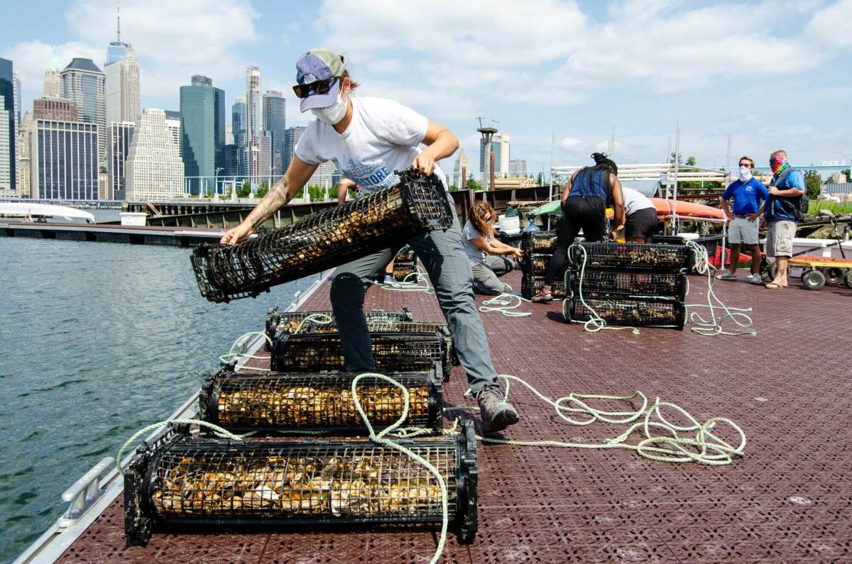 Billion Oyster Project installs shellfish off Brooklyn Bridge Park