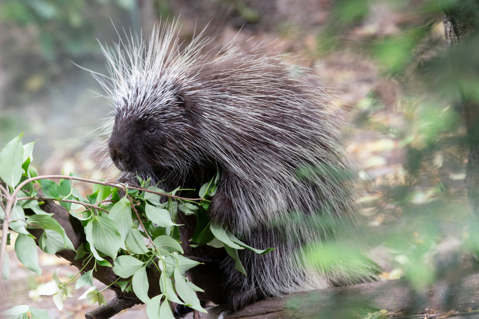 Cute! Baby porcupine debuts at Prospect Park Zoo • Brooklyn Paper