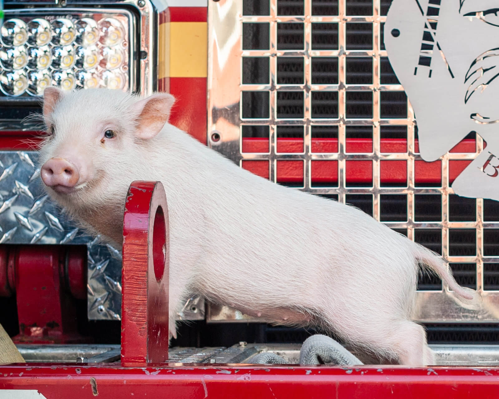 ‘Fire Pig’ Penny warms hearts of firefighters and Park Slope community ...