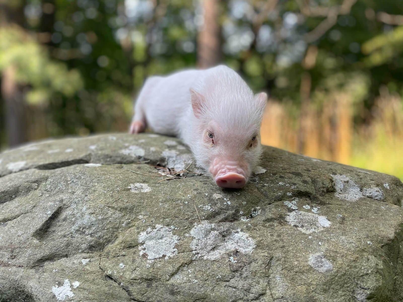 ‘Fire Pig’ Penny warms hearts of firefighters and Park Slope community ...
