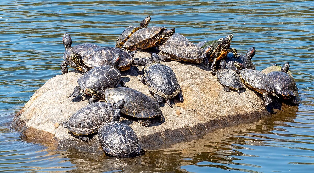 The sad story behind Prospect Park’s beloved turtles • Brooklyn Paper