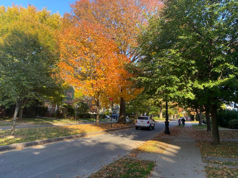 How Brooklyn’s tree canopy changed over a decade • Brooklyn Paper