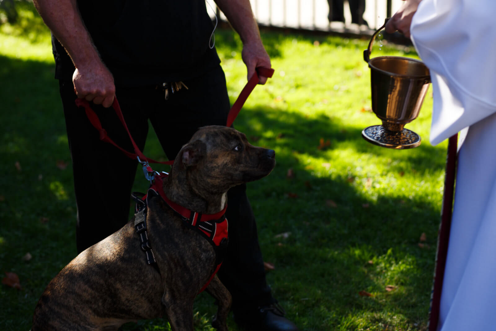 Fuzzy Brooklynites blessed across the borough at annual Blessing of the ...