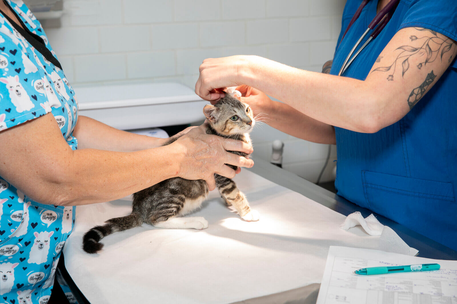 Brooklyn Cat Café to expand with new outdoor ‘catio’ and new kitten ...