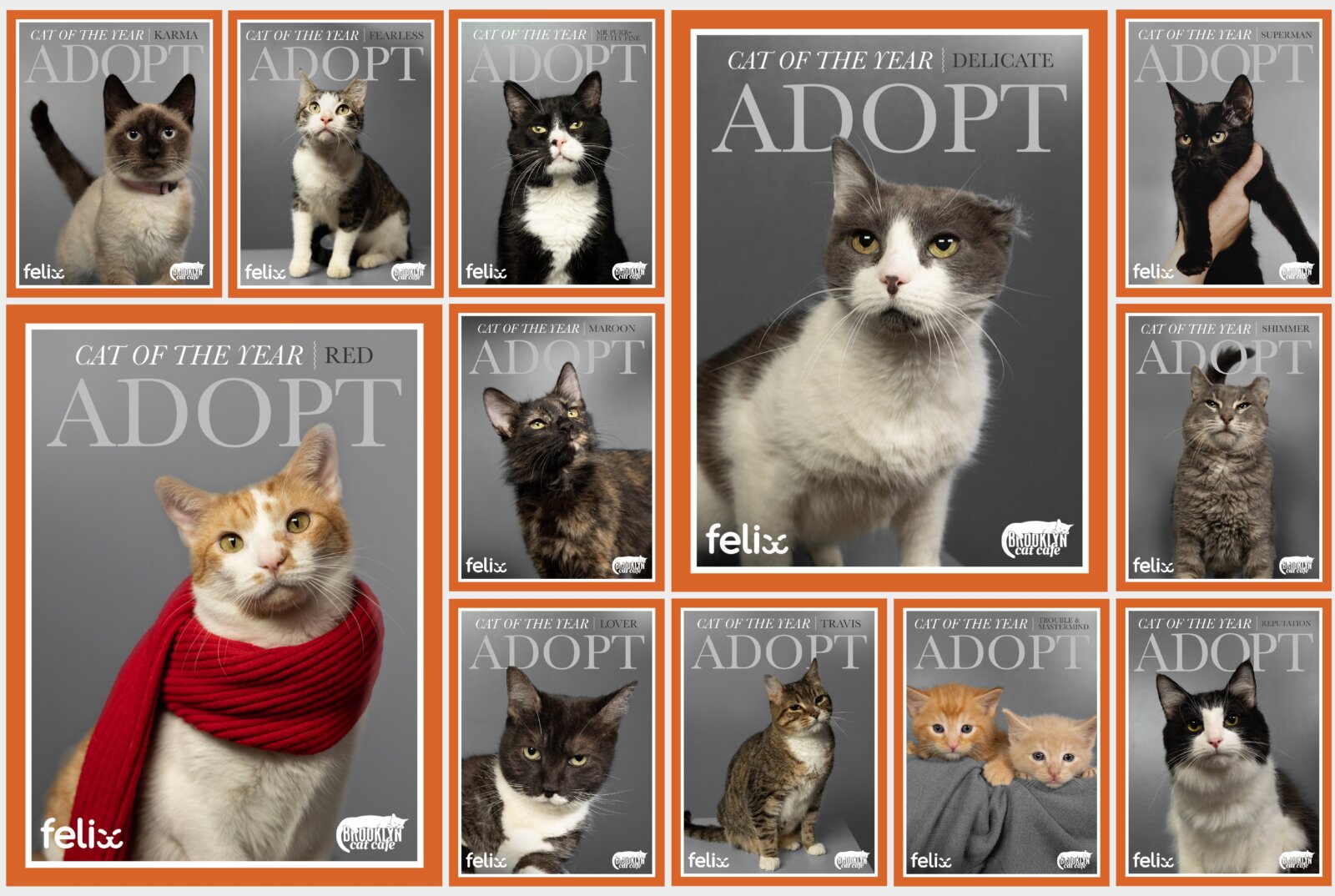 Inspired by Taylor Swift, Brooklyn Cat Café names 13 adoptable kitties ...
