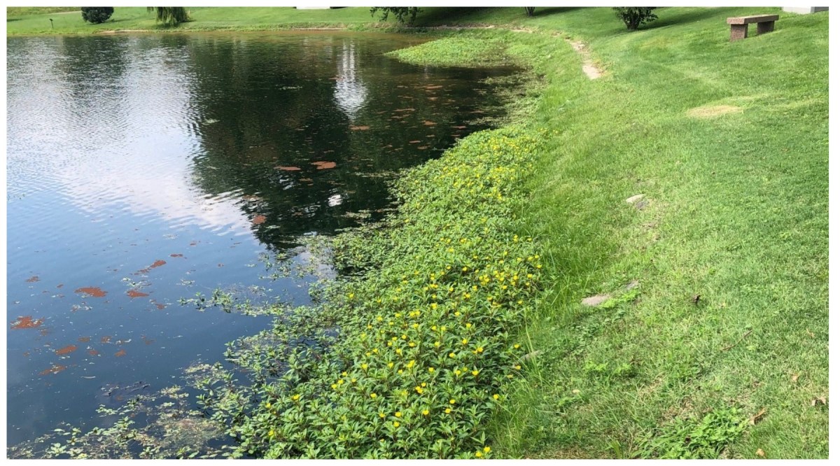Invasive plant species threatens Green-Wood Cemetery’s marine life ...