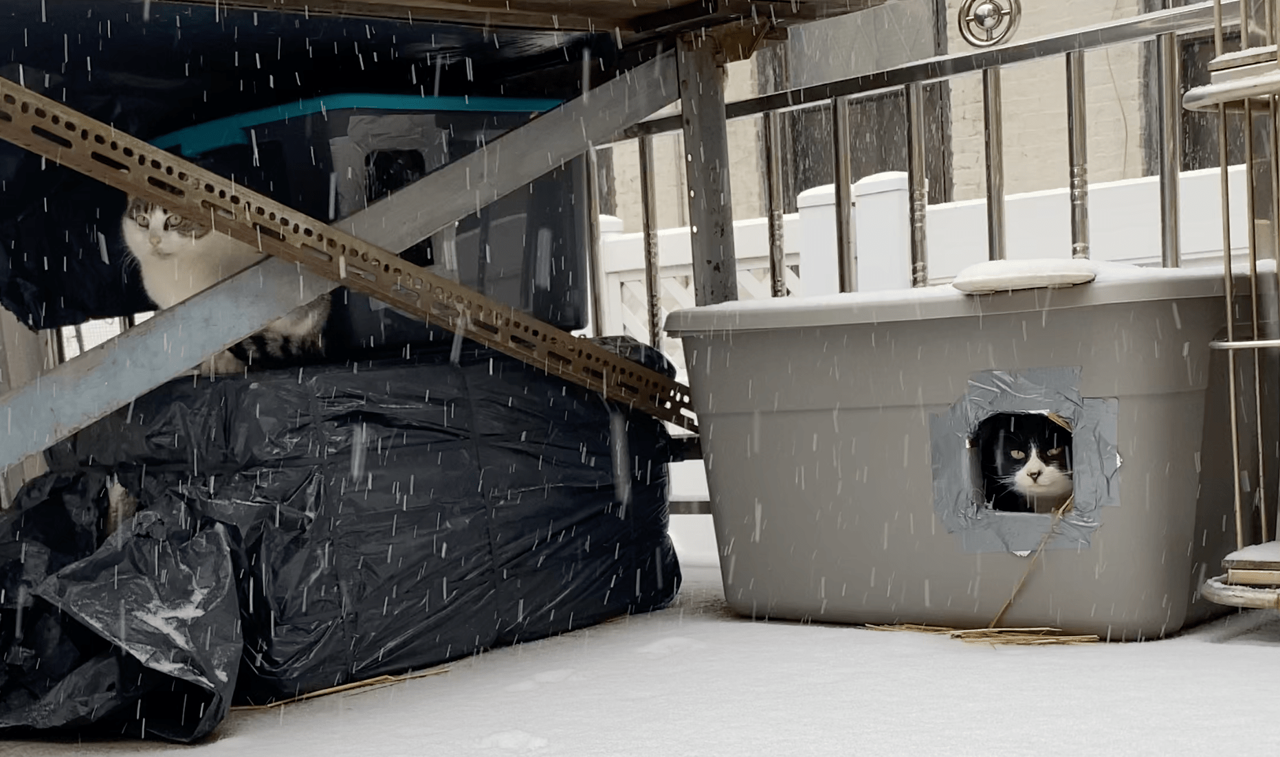 Cat lovers build shelters to help Brooklyn’s feral felines face winter ...