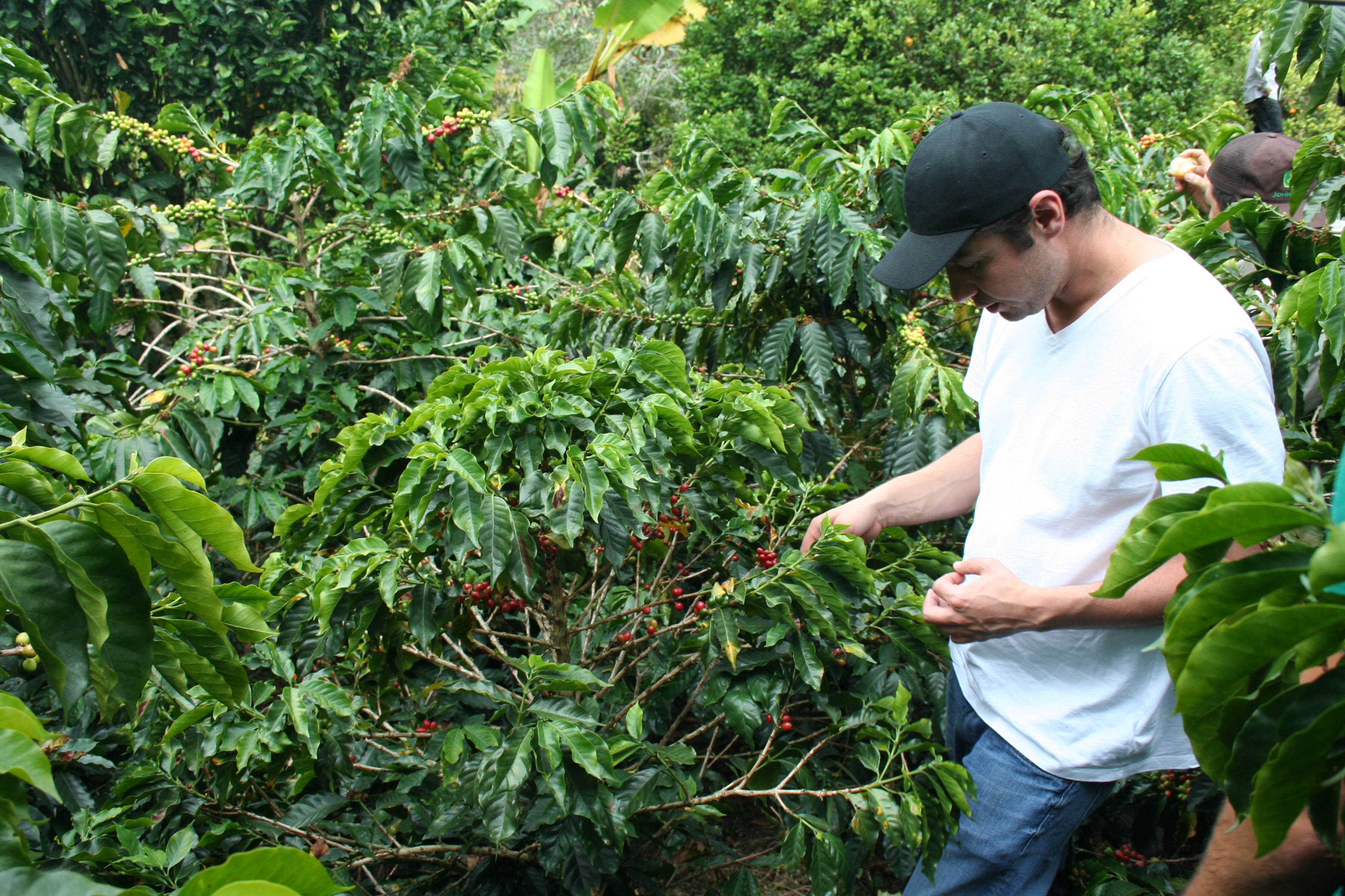From farm to cup: How Devoción delivers the freshest Colombian coffee ...