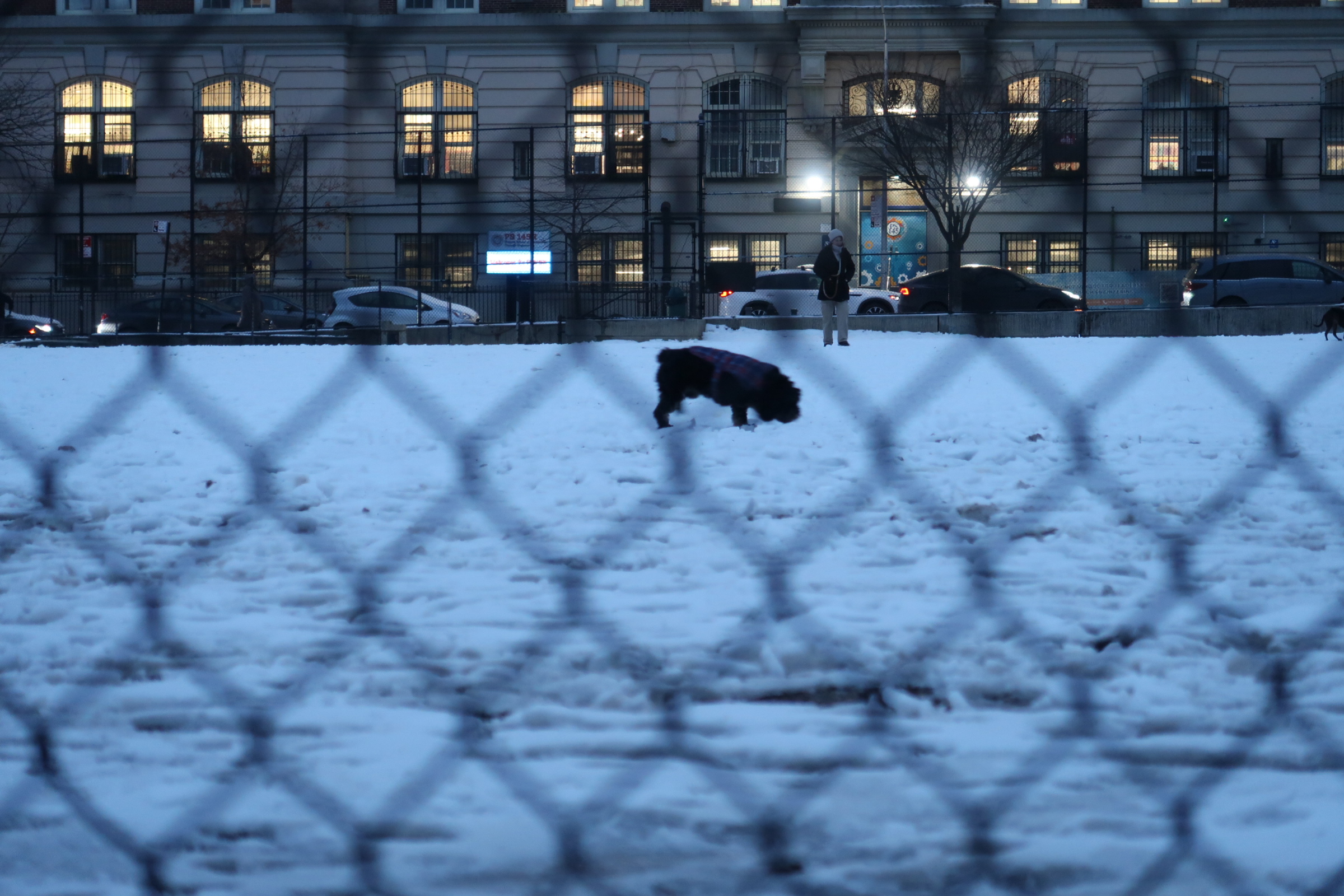 Ruff crowd: Green Central Knoll Park’s no-pets rule barked at by ...
